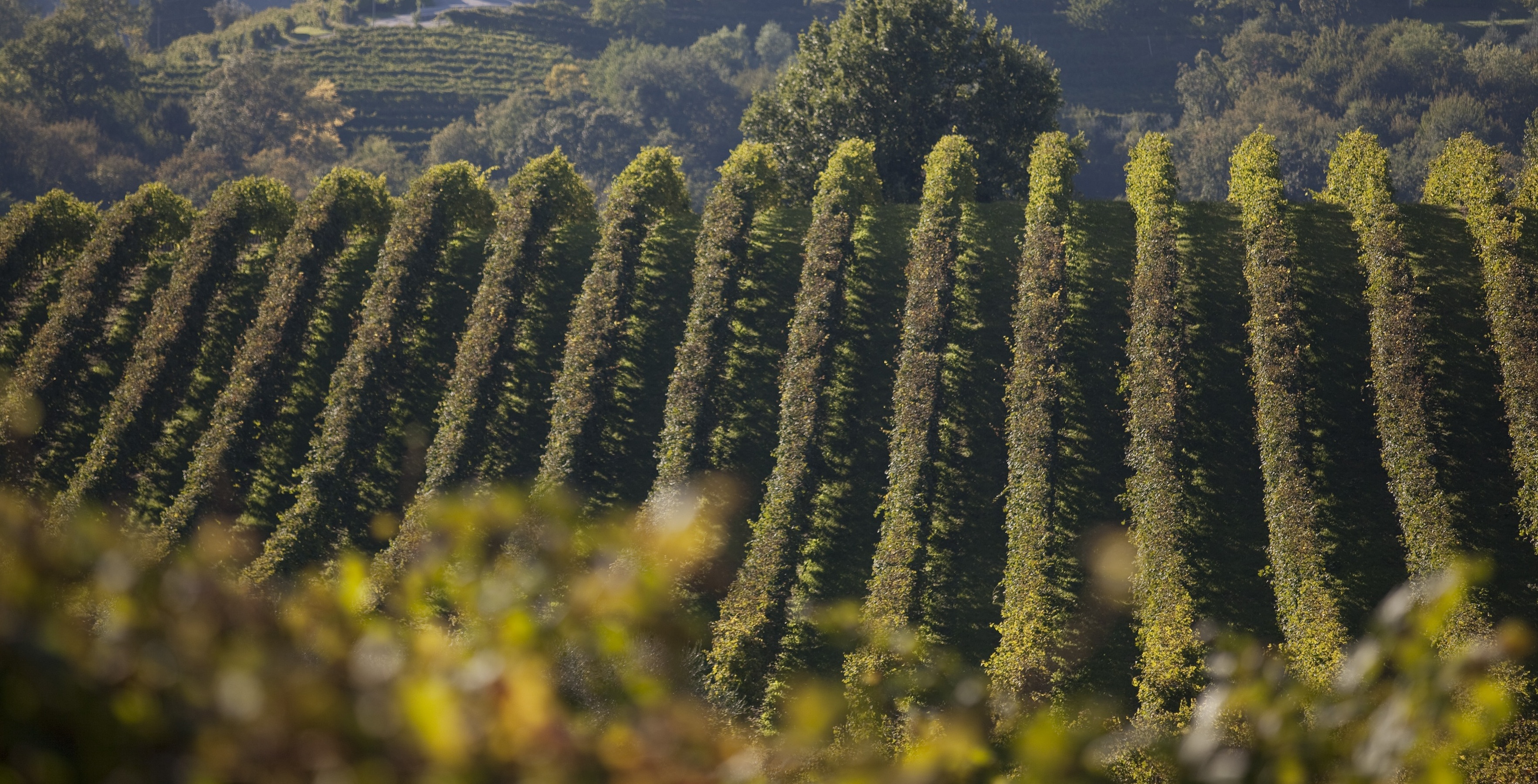 A Quick Note About Prosecco on Tap – Saucey Blog