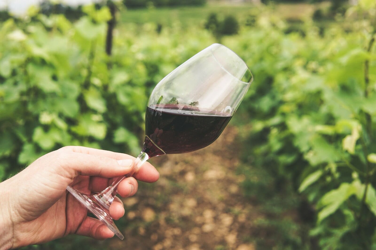 Common Wine Additives And Why They Matter | Saucey Blog